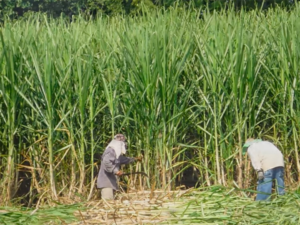 Rebasa zafra azucarera 1.26 millones de toneladas de azúcar al arranque ...
